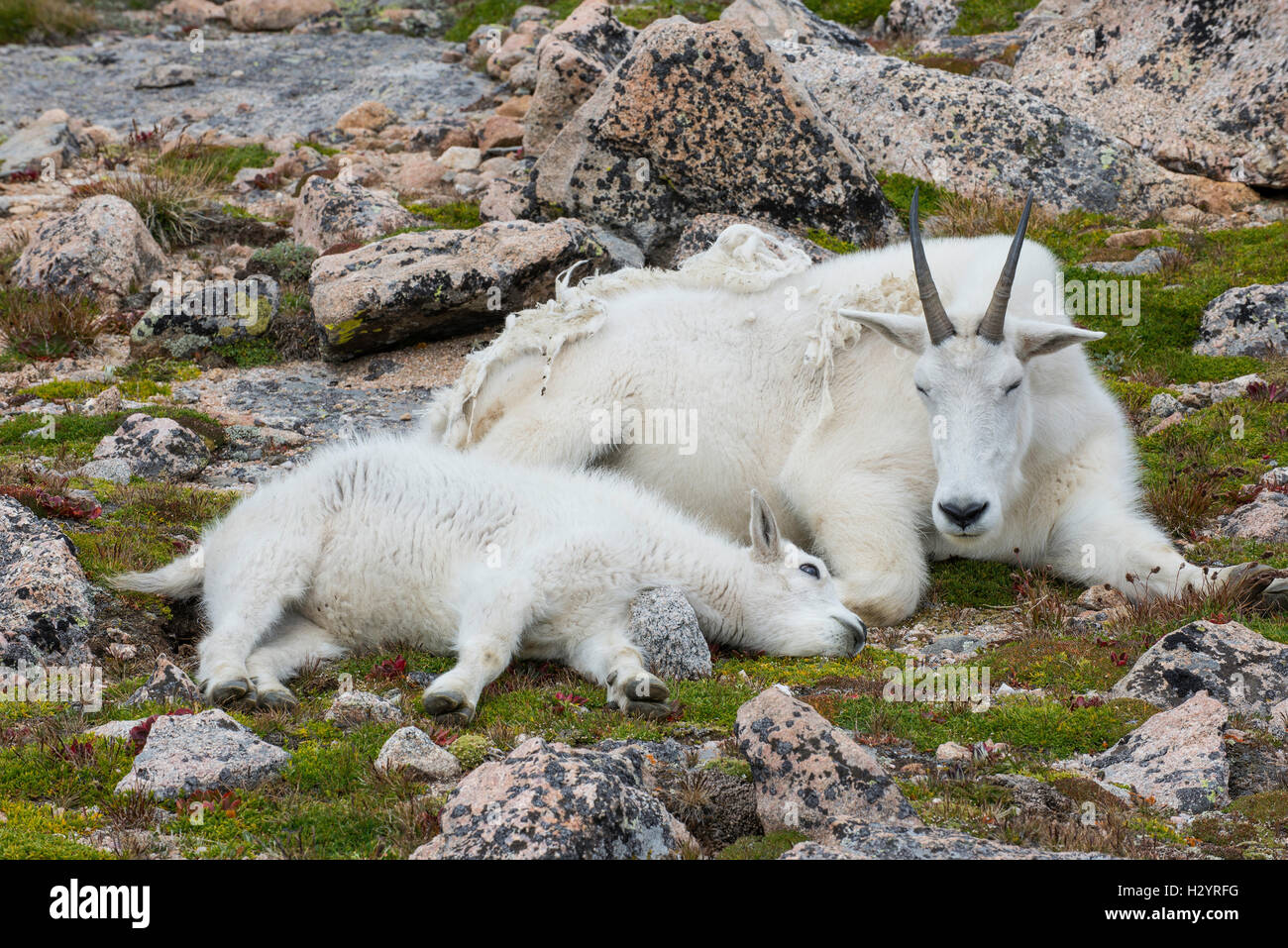 Baby goat mother hi-res stock photography and images - Alamy