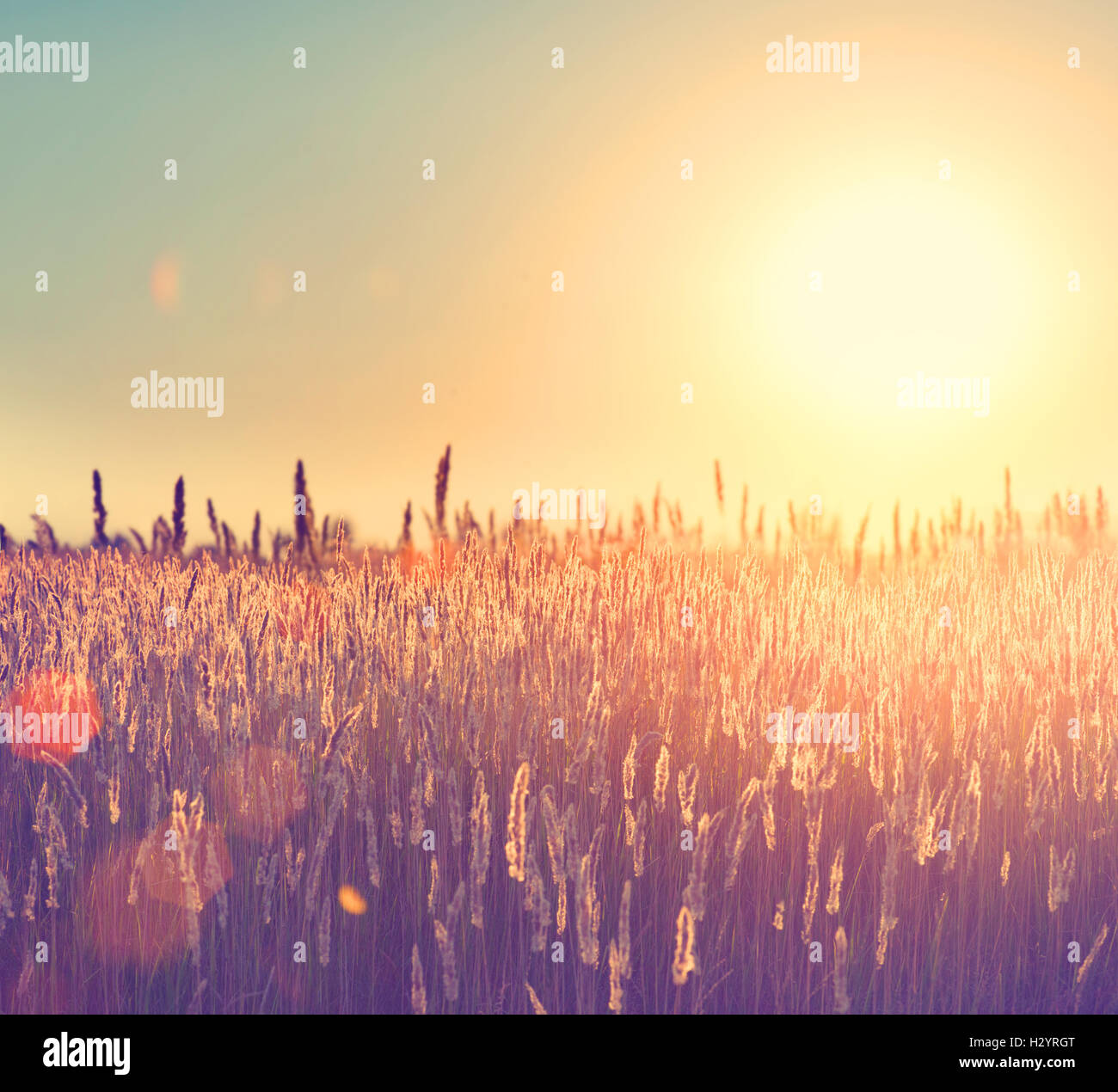 Field. Rural Landscape under Shining Sunlight Stock Photo - Alamy