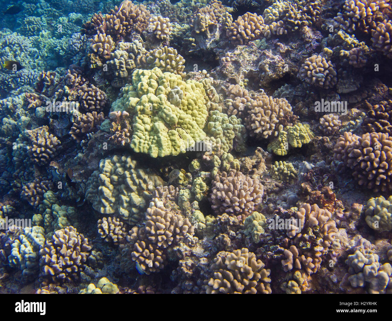 Fauna exploration hi-res stock photography and images - Alamy