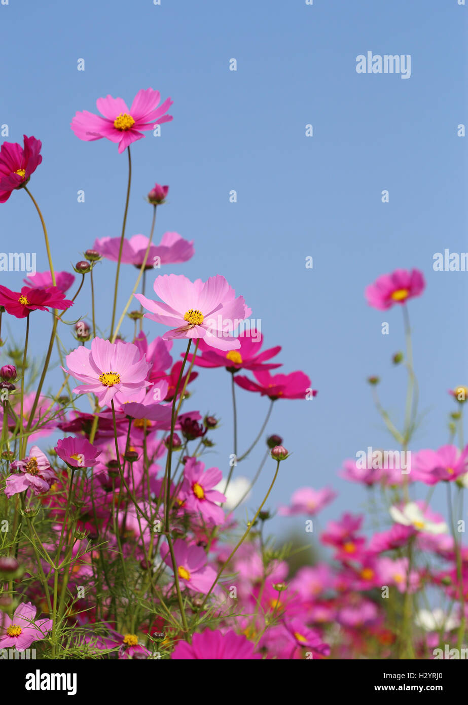 beautiful cosmos flower Stock Photo - Alamy
