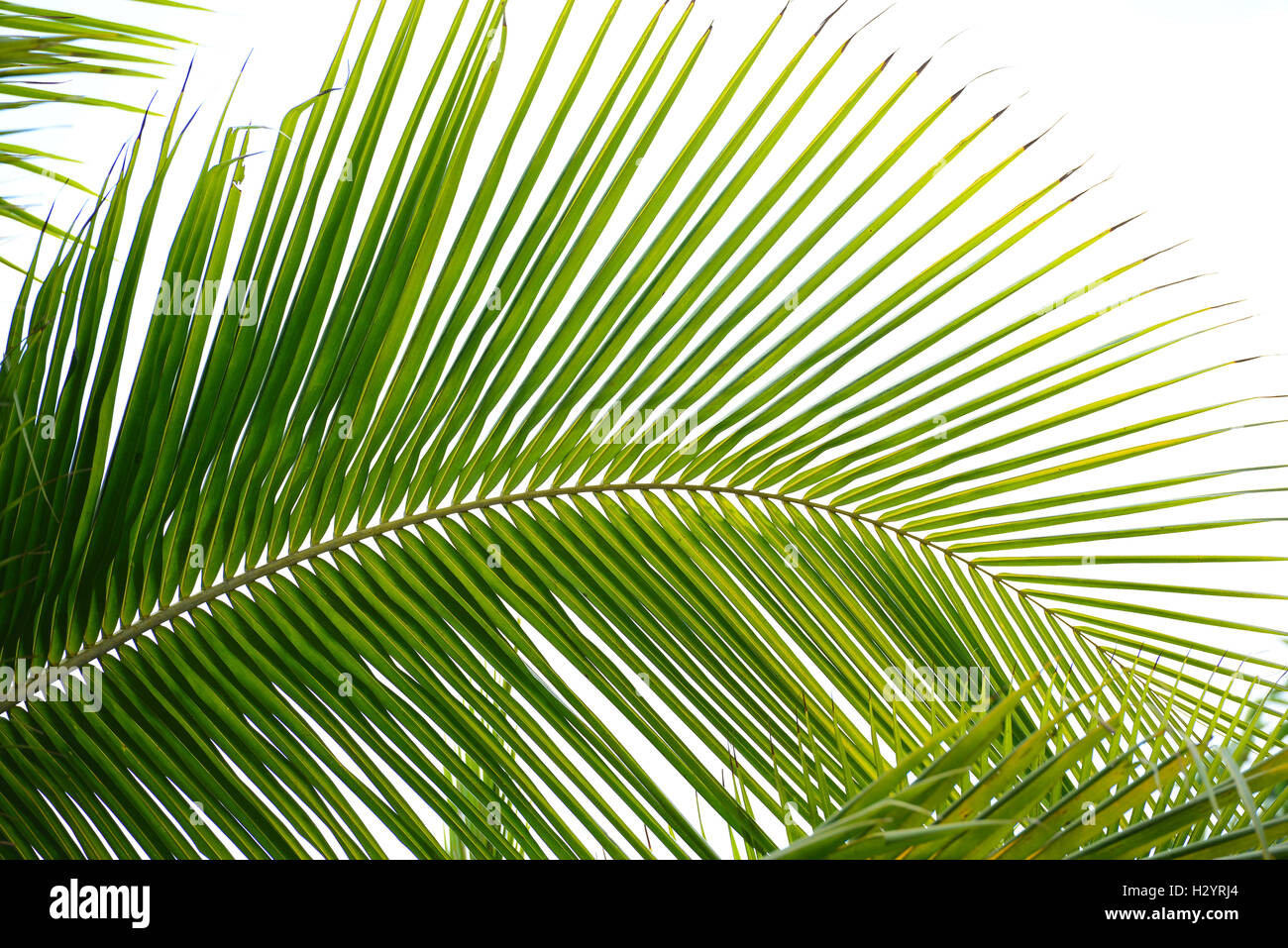 Palm tree bush hi-res stock photography and images - Alamy