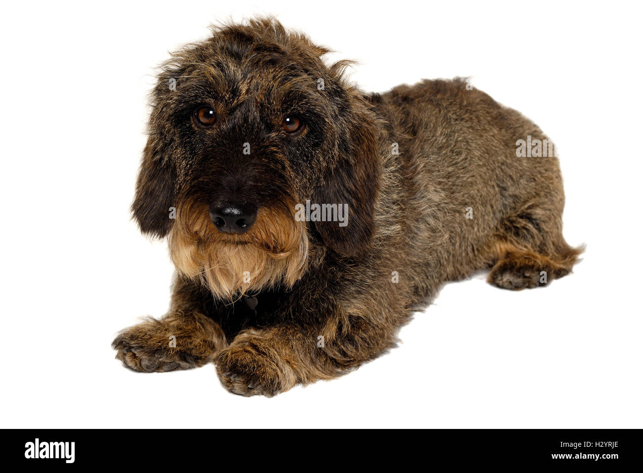 Portrait old dachshund Cut Out Stock Images & Pictures - Alamy