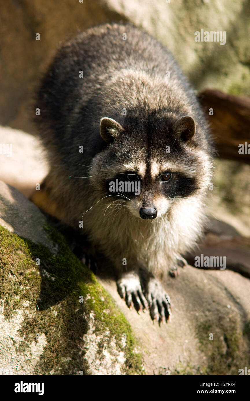 Raccoon on a Rock Stock Photo - Alamy