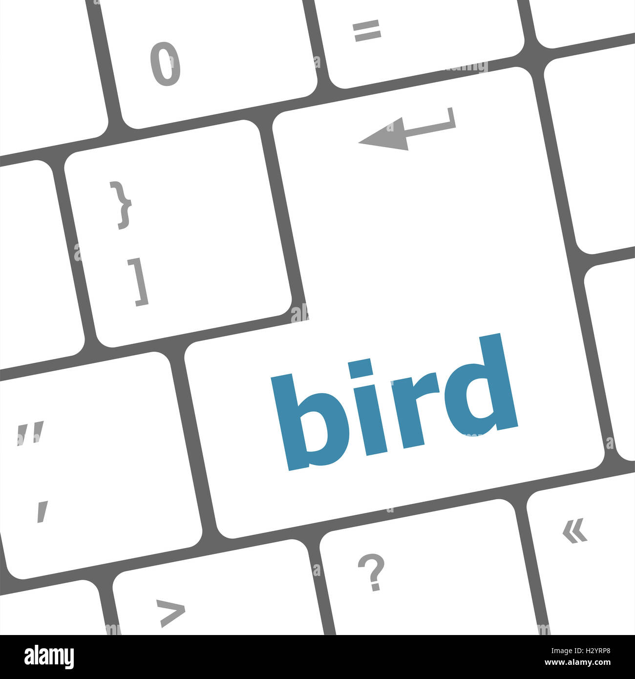 Button keyboard key, keypad with bird word Stock Photo - Alamy