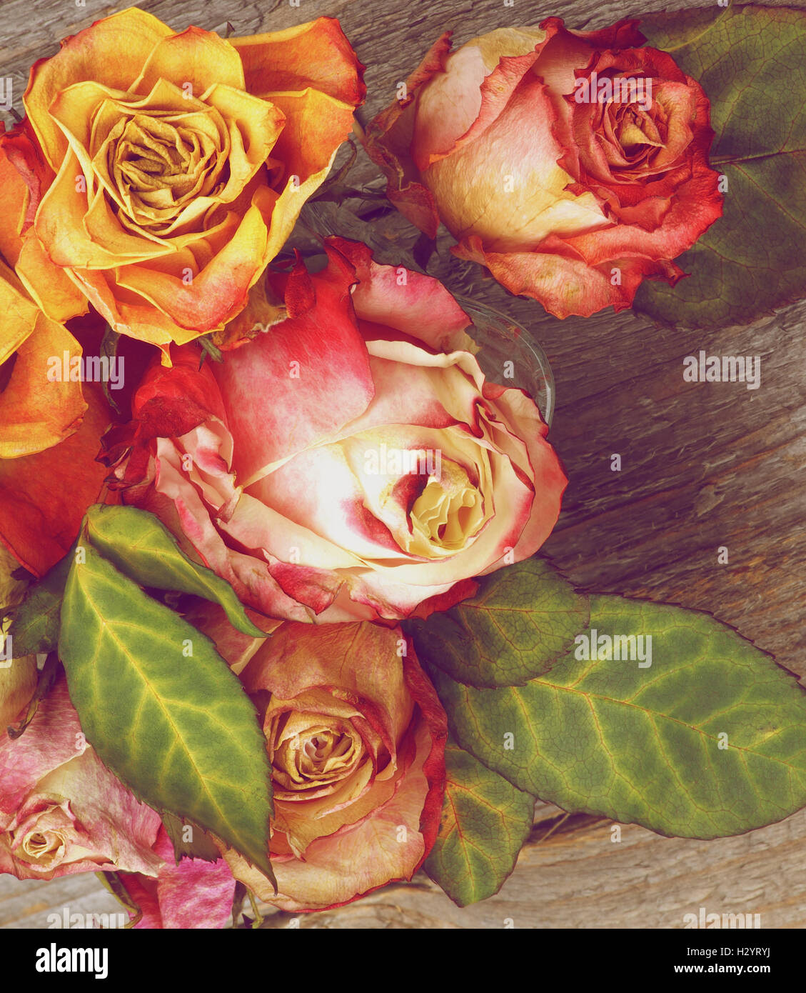 Withered roses hi-res stock photography and images - Alamy