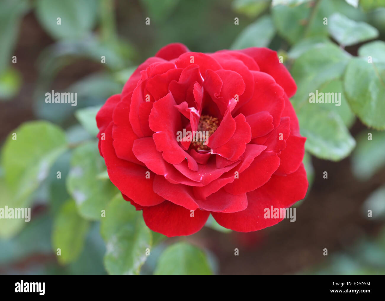 red rose flower in plant Stock Photo - Alamy