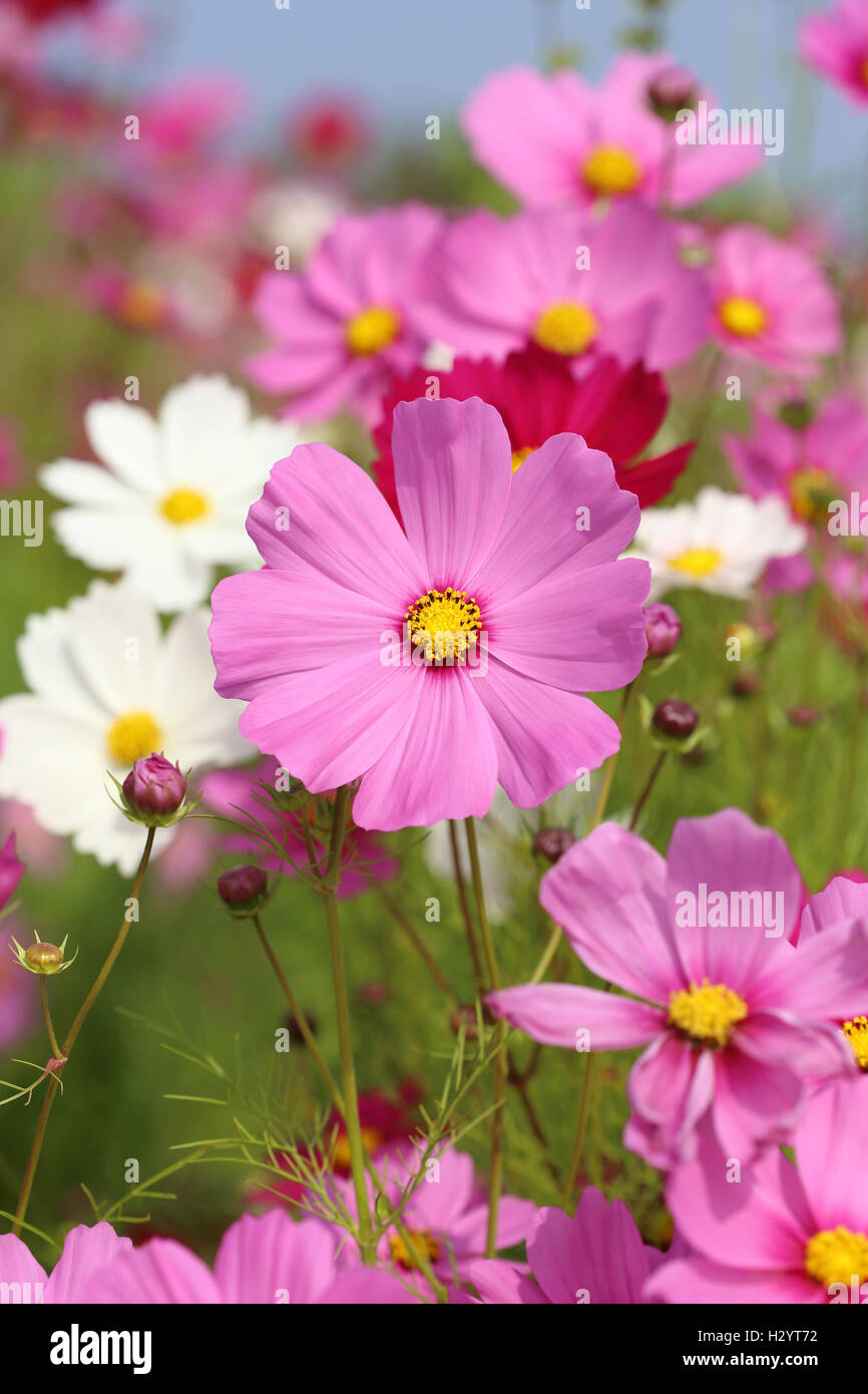 beautiful cosmos flower Stock Photo - Alamy