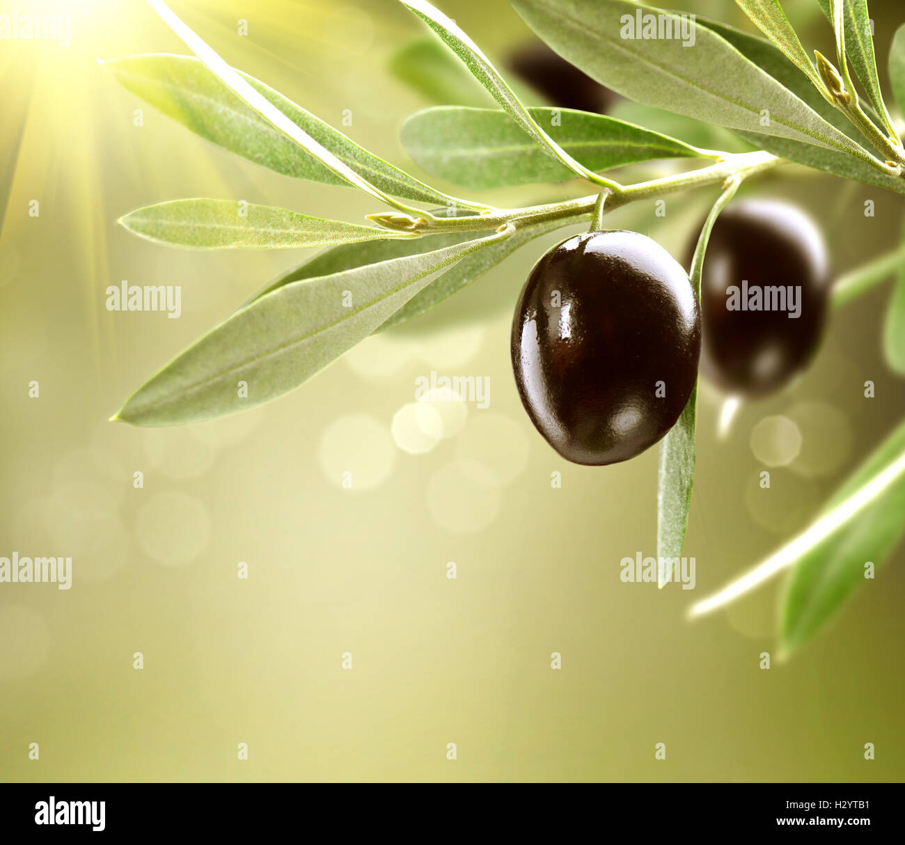 Black ripe olive hi-res stock photography and images - Alamy