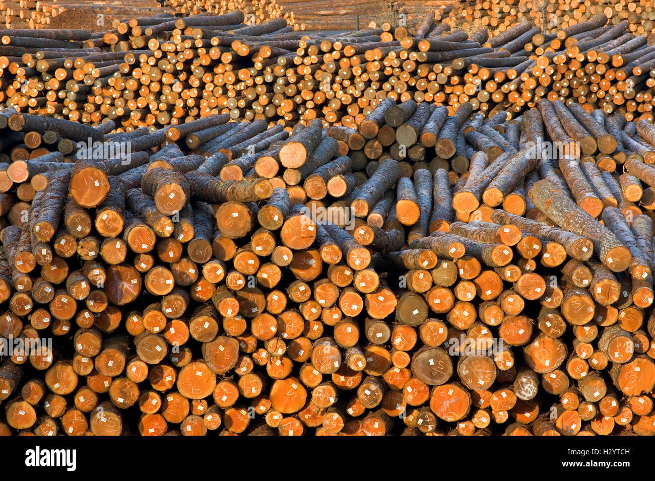 Lumber Mill Log Pile Wood Ready for Processing Stock Photo - Alamy