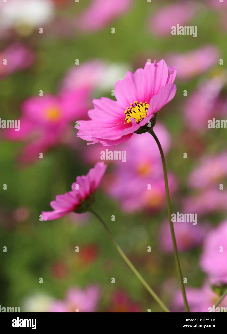 beautiful cosmos flower Stock Photo - Alamy