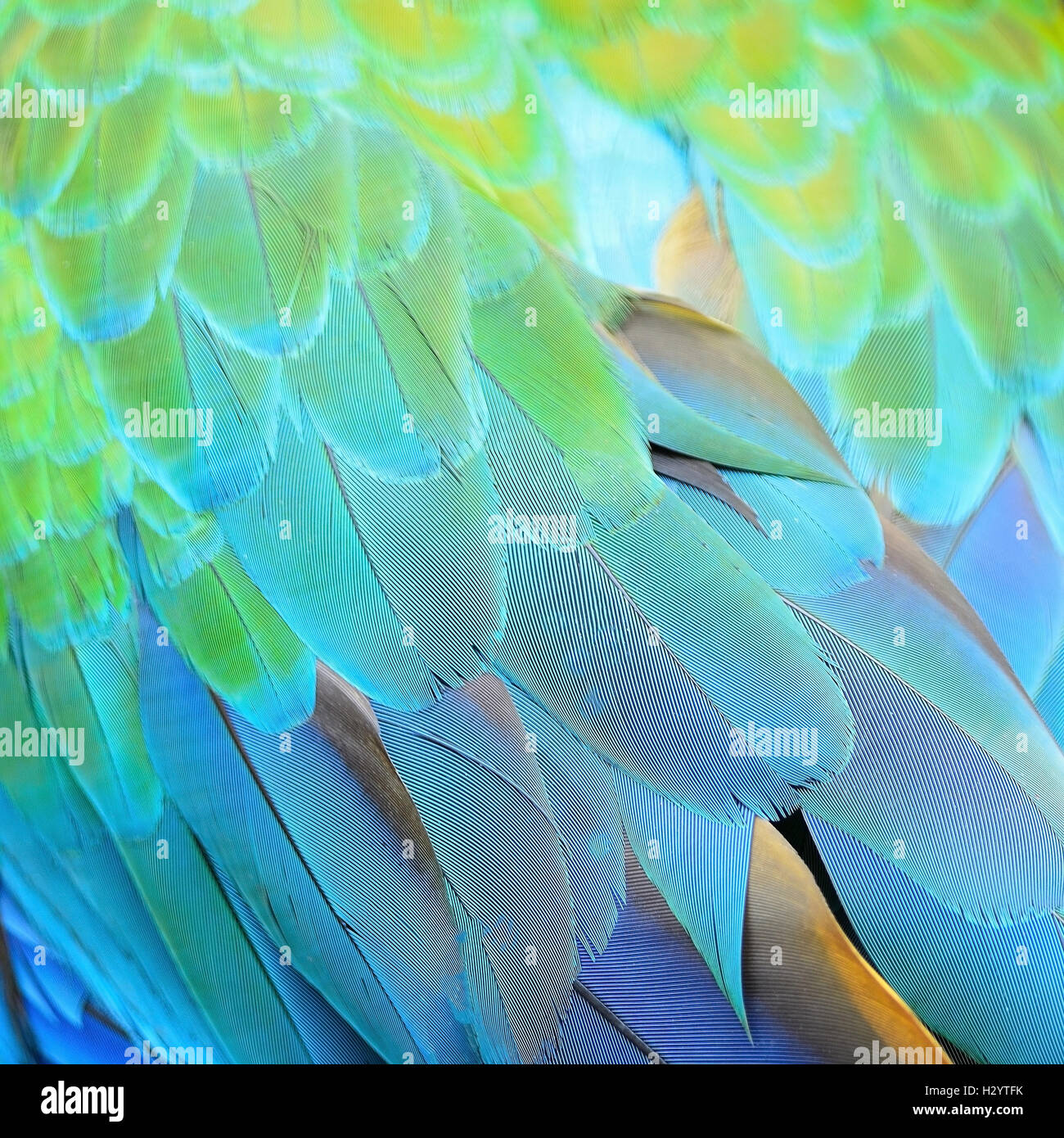 Parrot Feathers, Macro Stock Photos & Parrot Feathers, Macro Stock ...