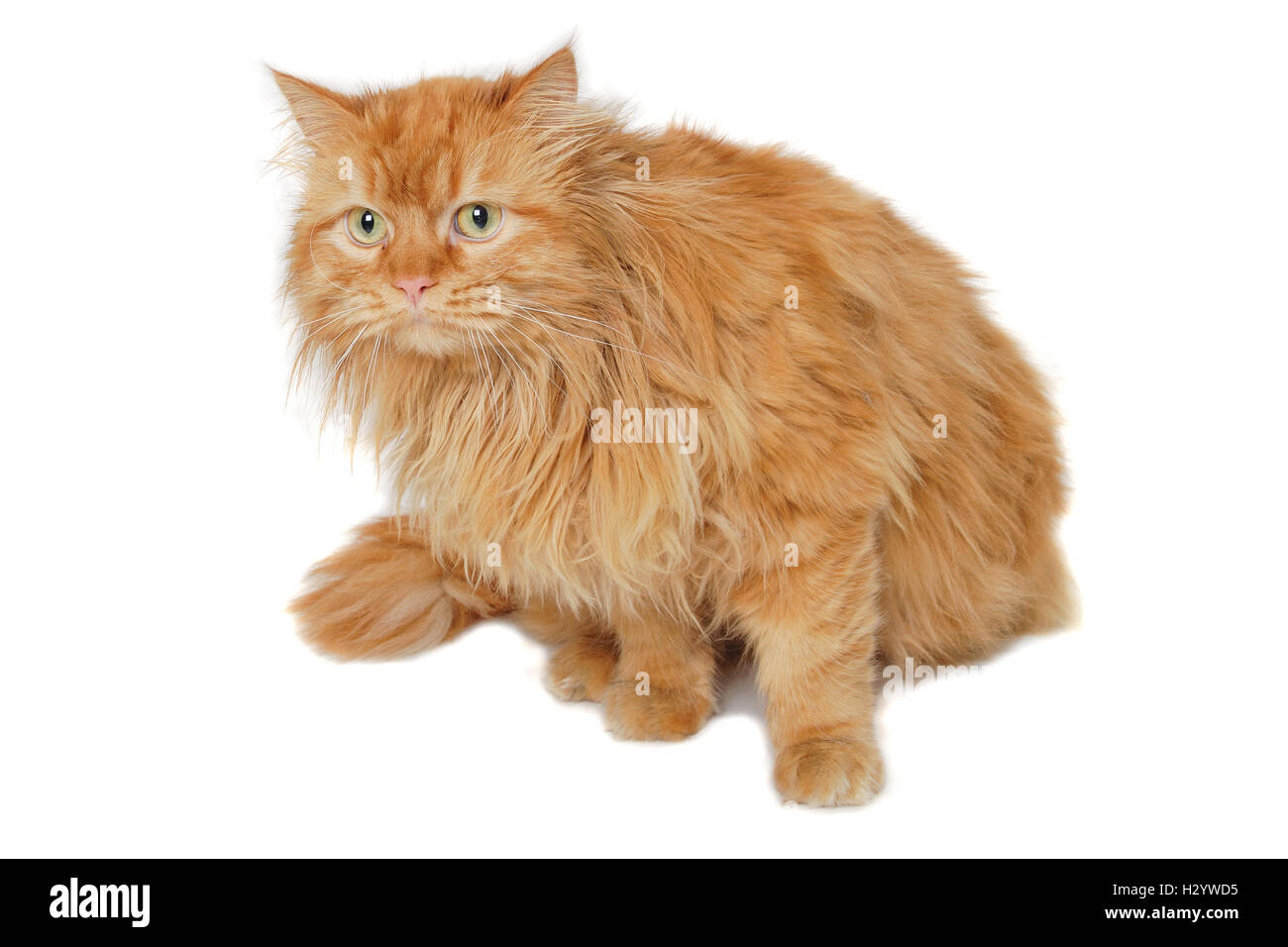 White red cat sitting Cut Out Stock Images & Pictures - Alamy