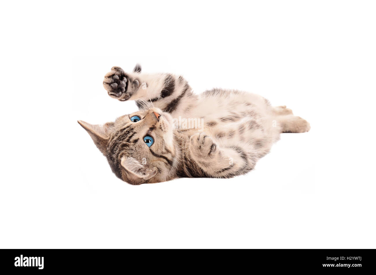 Adorable Tabby Kitten laying on its back Stock Photo - Alamy