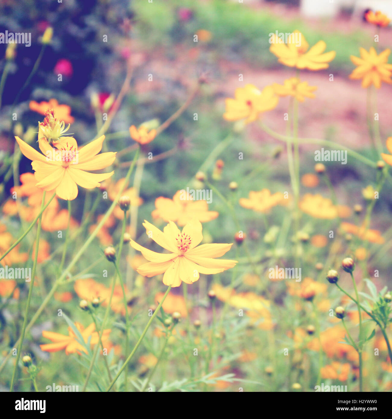 Soft yellow blossom hi-res stock photography and images - Alamy