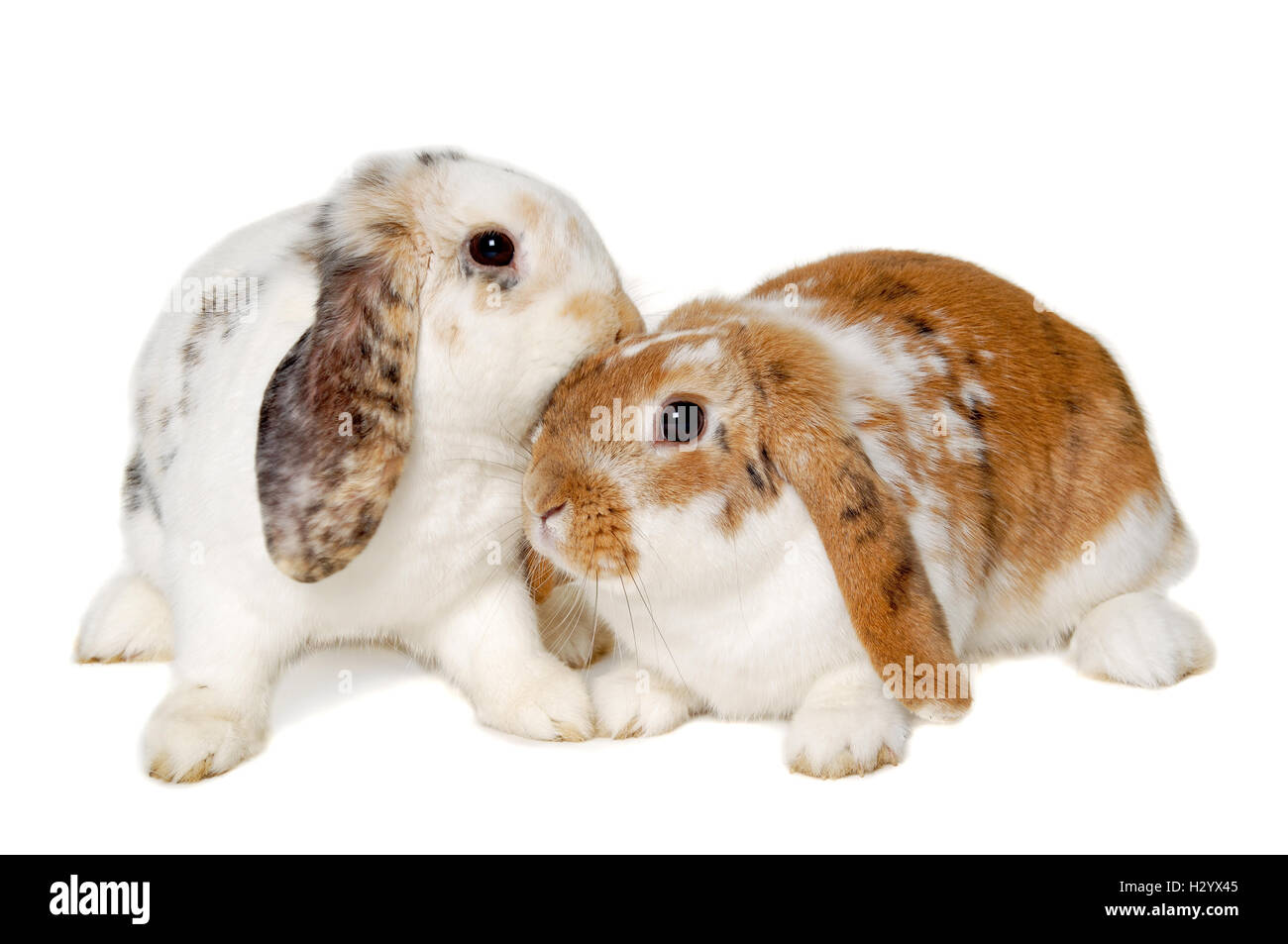 Two rabbits isolated on a white background Stock Photo - Alamy