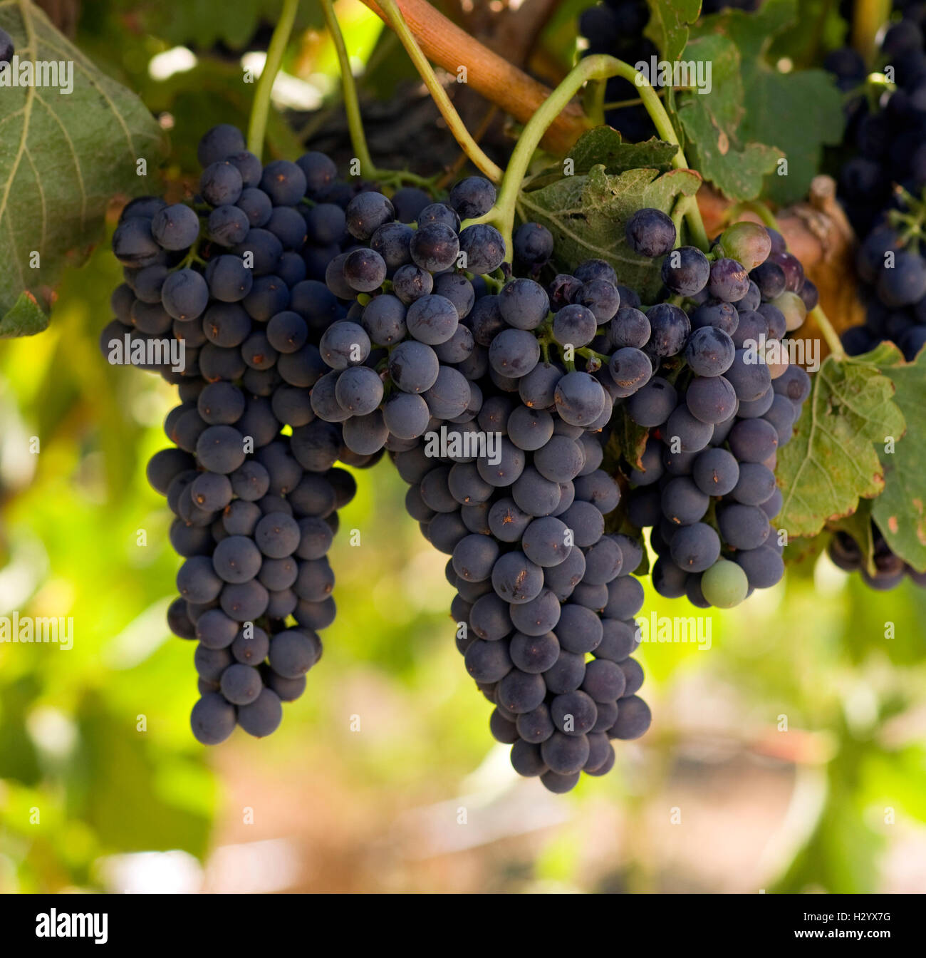Grapes Clustered Together Still on Vine in Farmers Field Stock Photo ...