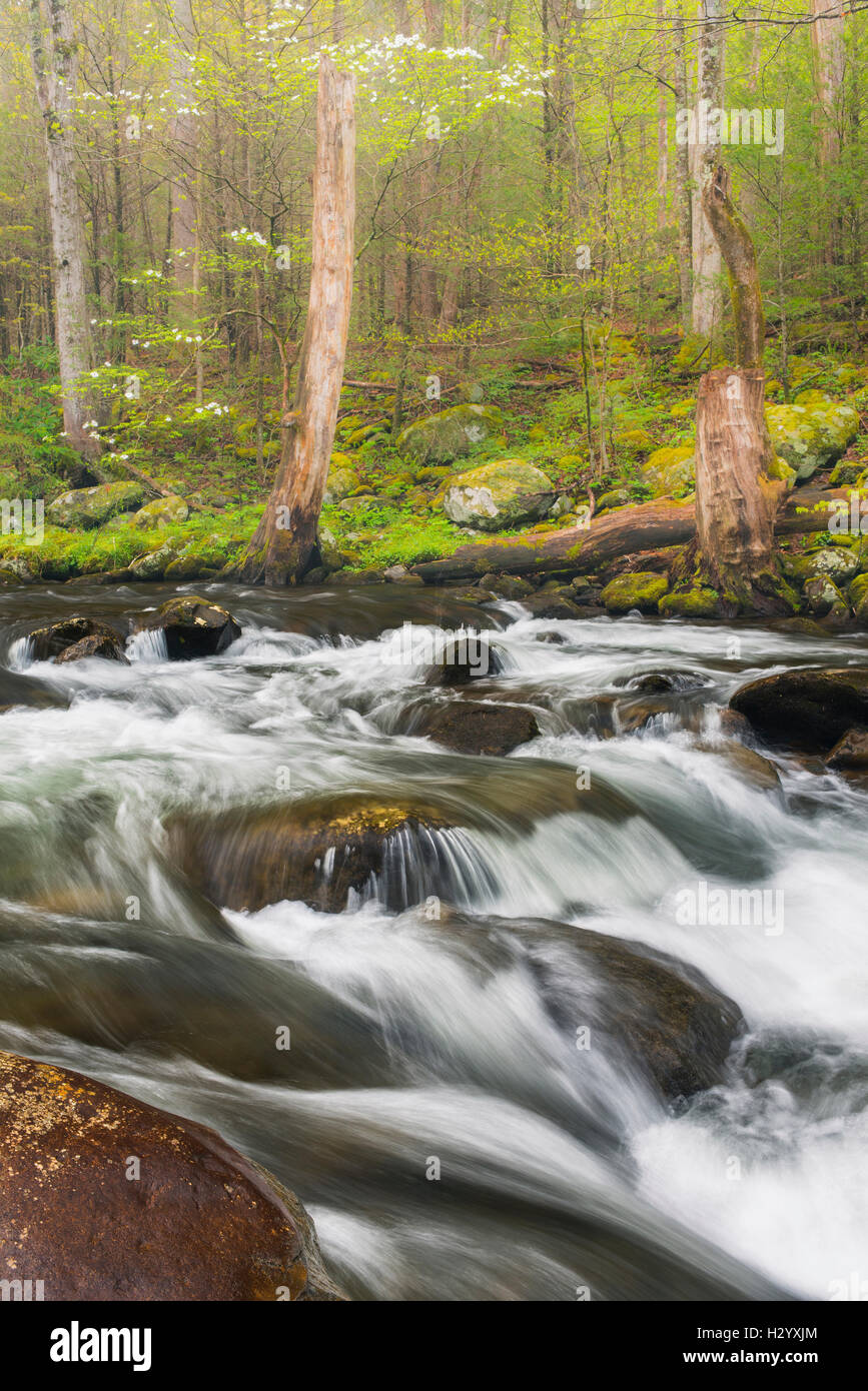 Rapids, cascades, and falls, along the Middle Prong of the Little River ...