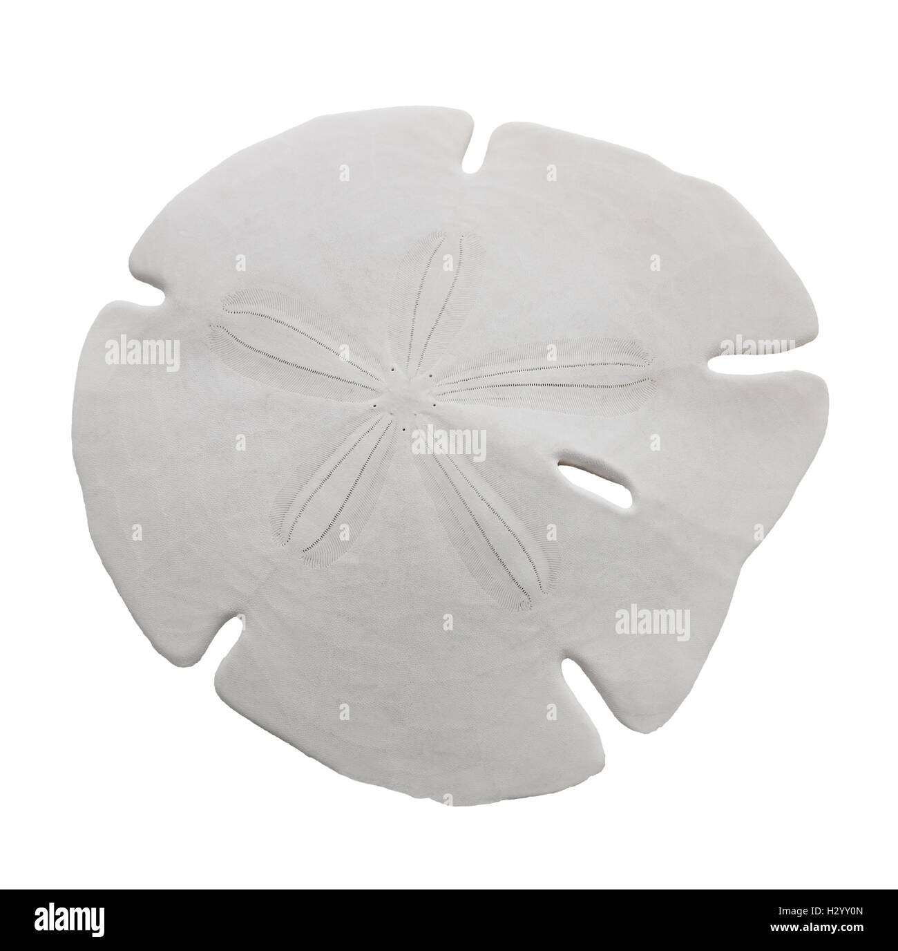Sand Dollar Sea Shell Stock Photo - Alamy