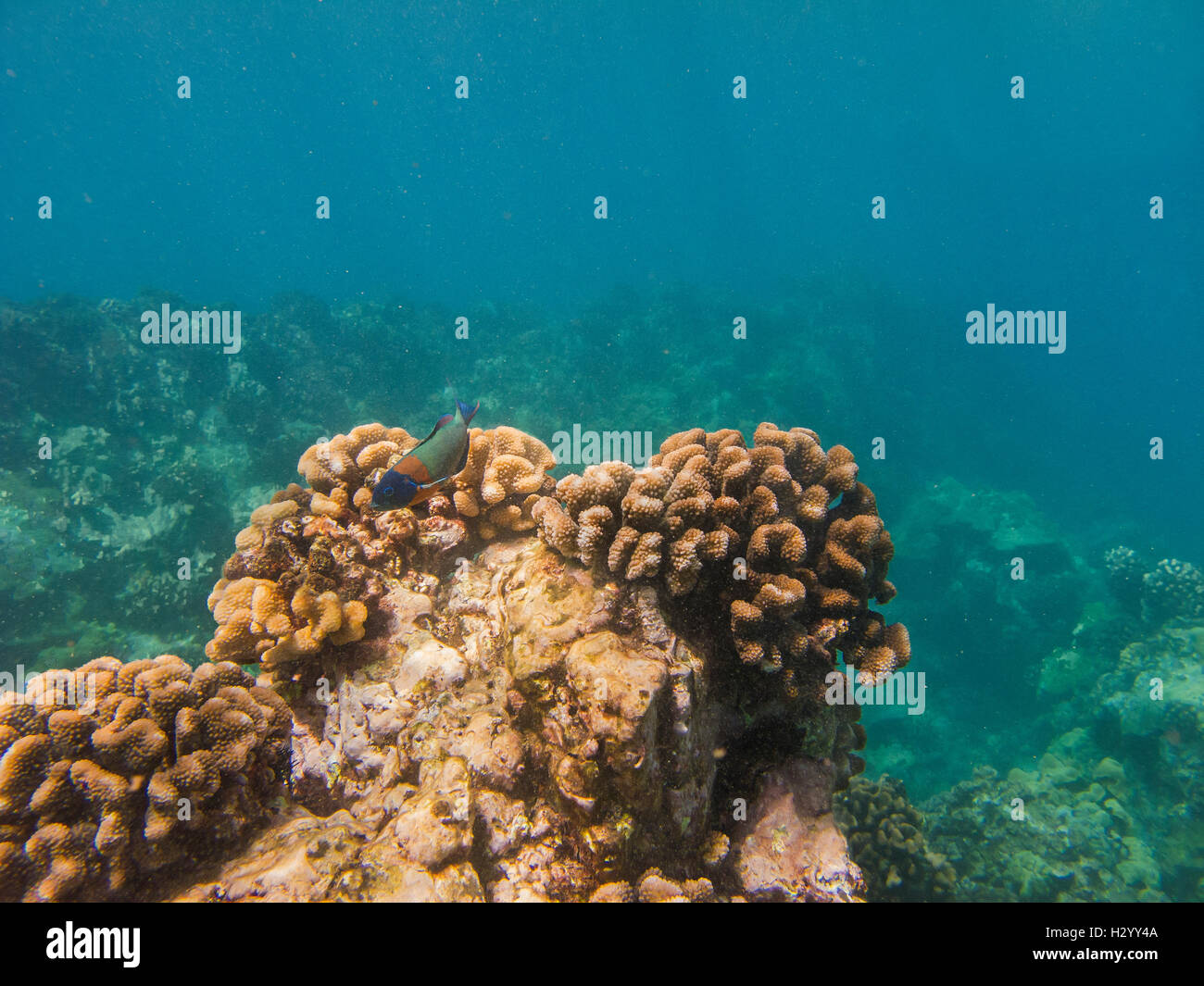 Blue head fish Stock Photo - Alamy