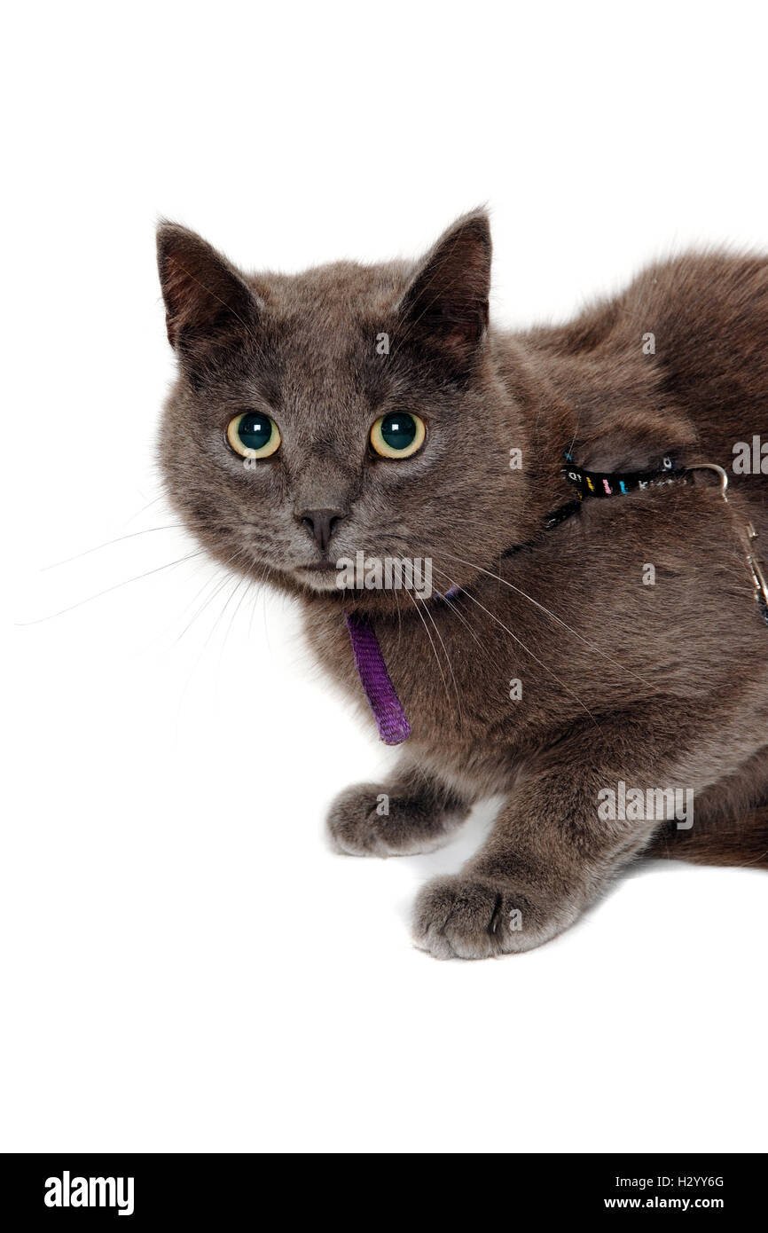 Gray cat on a isolated white background Stock Photo - Alamy