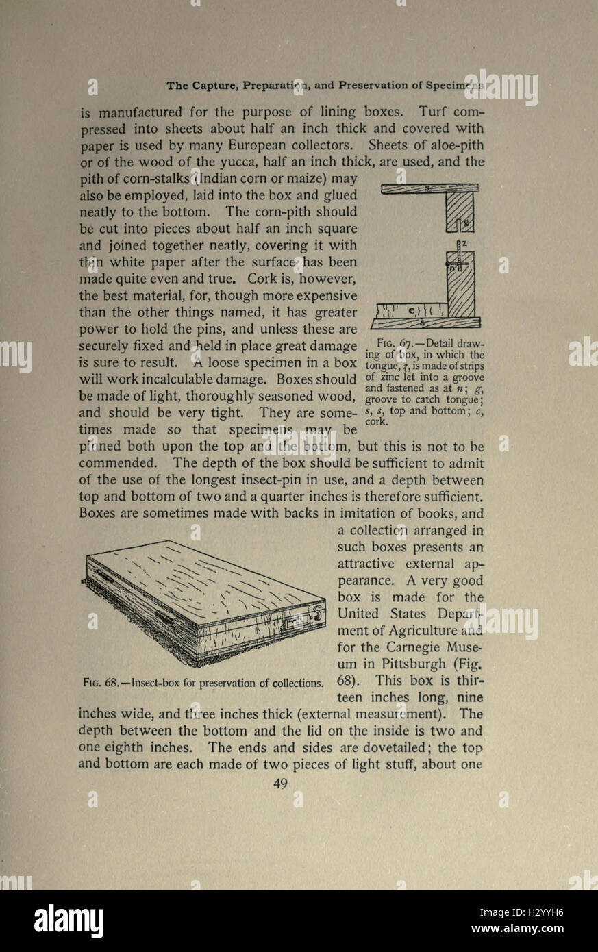 Butterfly 49 hi-res stock photography and images - Alamy