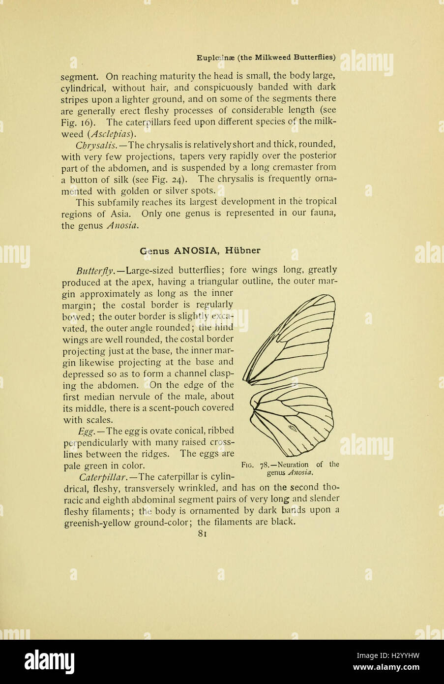 This book is a detailed guide to butterfly species, with illustrations ...