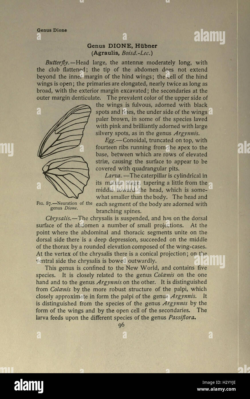 A detailed guide to various butterfly species, providing descriptions ...