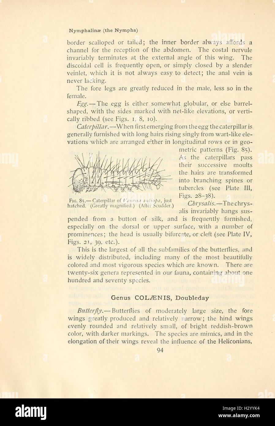 This book offers an in-depth look at butterfly species, focusing on ...