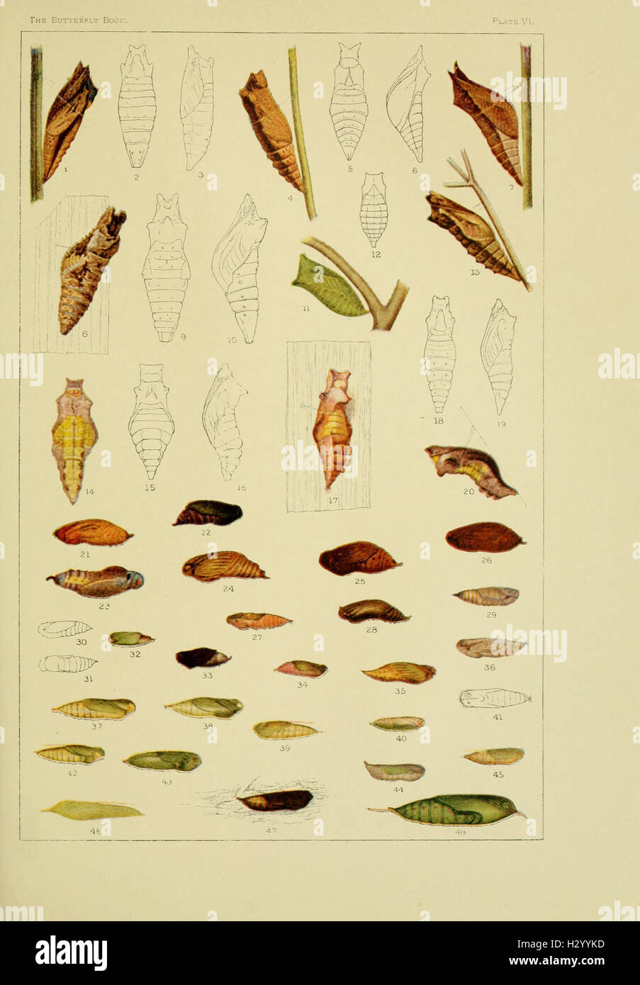 Butterfly Book Report at Brenda Ferri blog