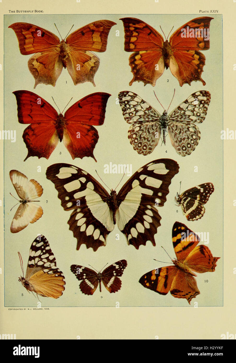 This book provides a comprehensive study of butterflies, with detailed ...