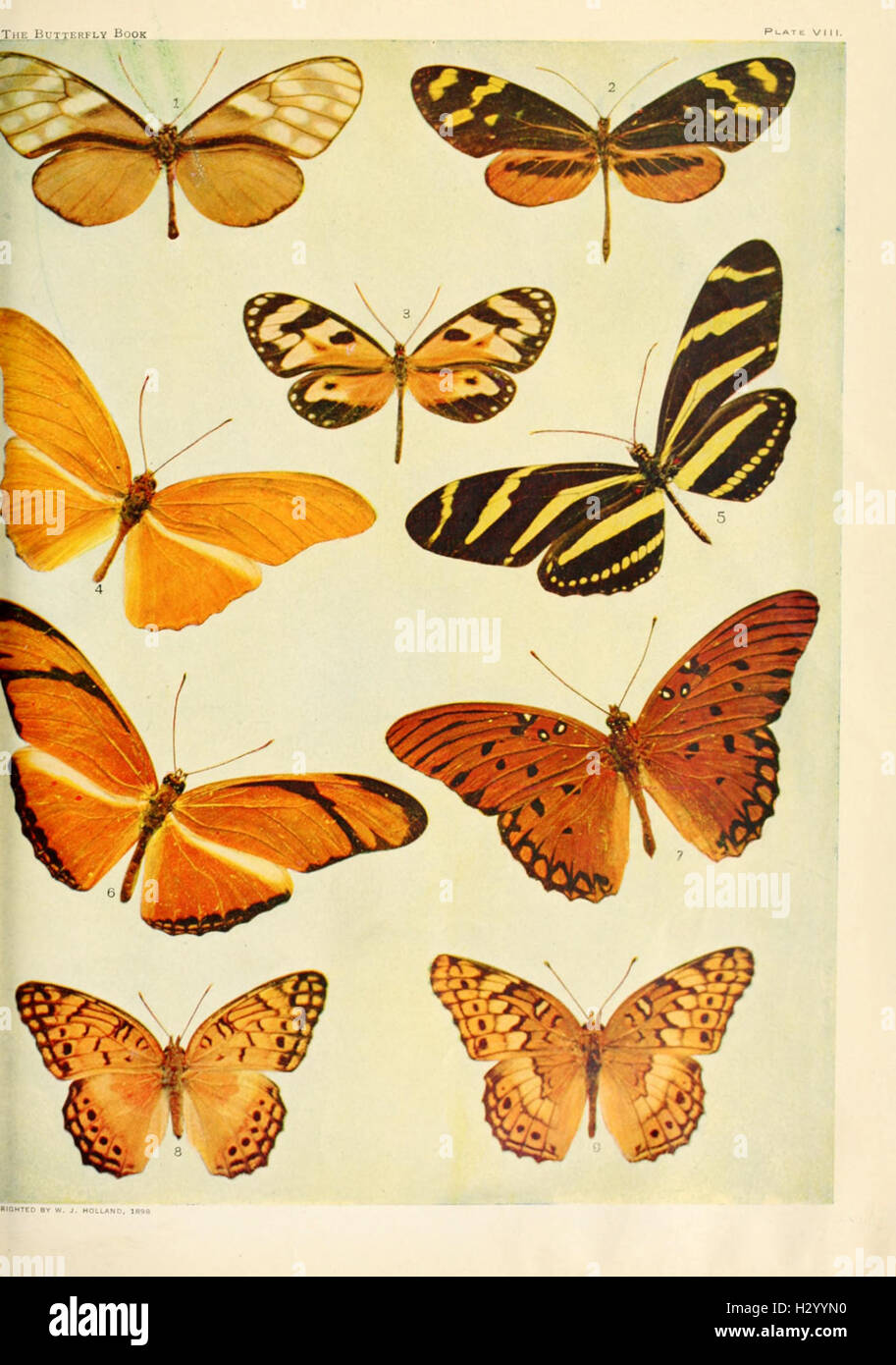 The Butterfly Book is a comprehensive guide to butterfly species ...