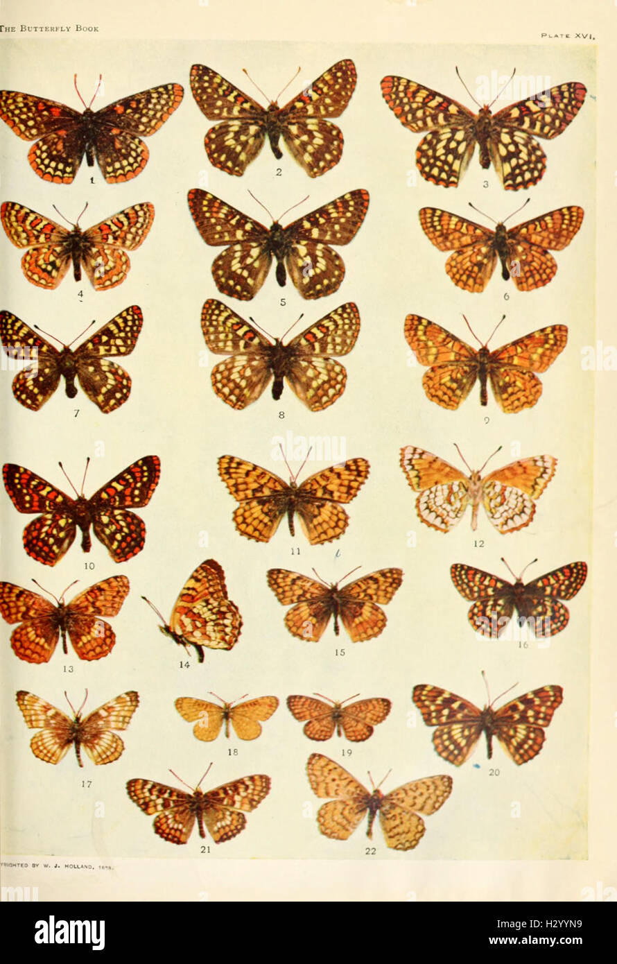 This book focuses on butterflies, offering a comprehensive guide to ...