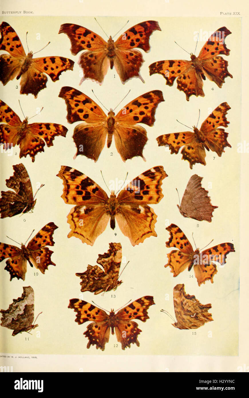 The 'Butterfly Book' is a detailed work on the identification and ...
