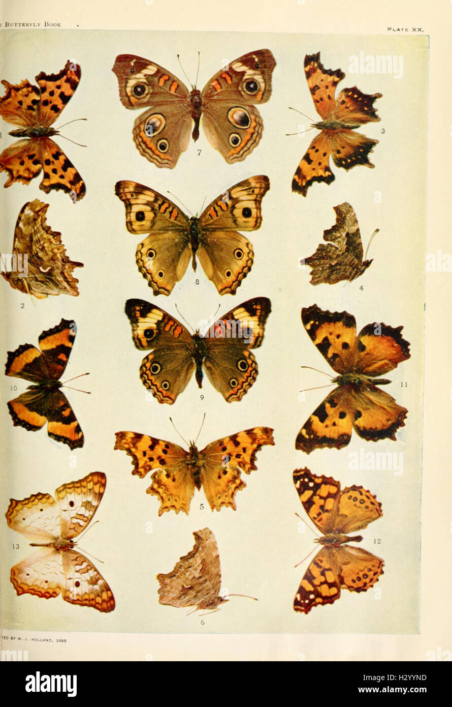 The butterfly book BHL46 Stock Photo - Alamy
