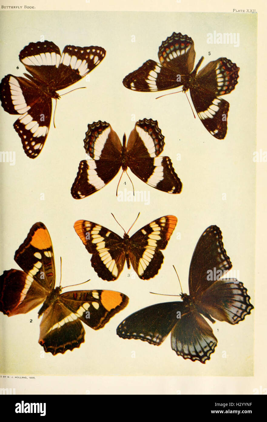 'The Butterfly Book' provides a comprehensive guide to butterfly ...