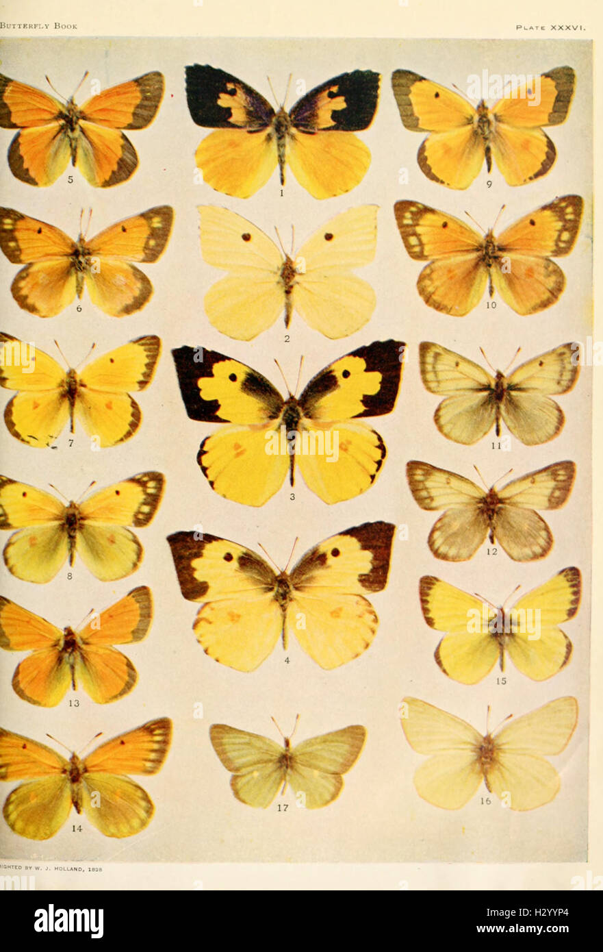 An illustrated guide to butterflies, including species identification ...