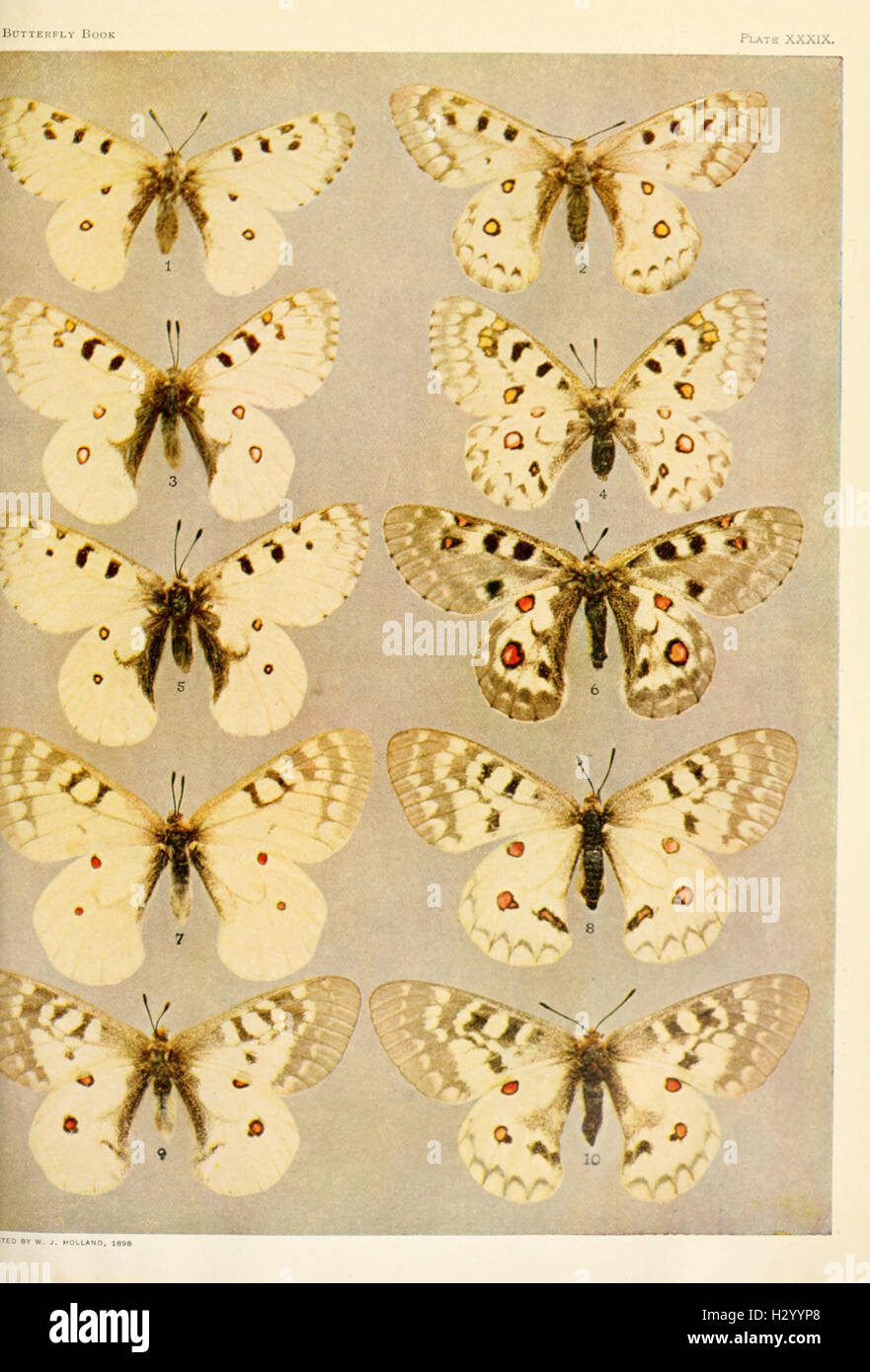 A comprehensive guide to butterflies, including their classification ...