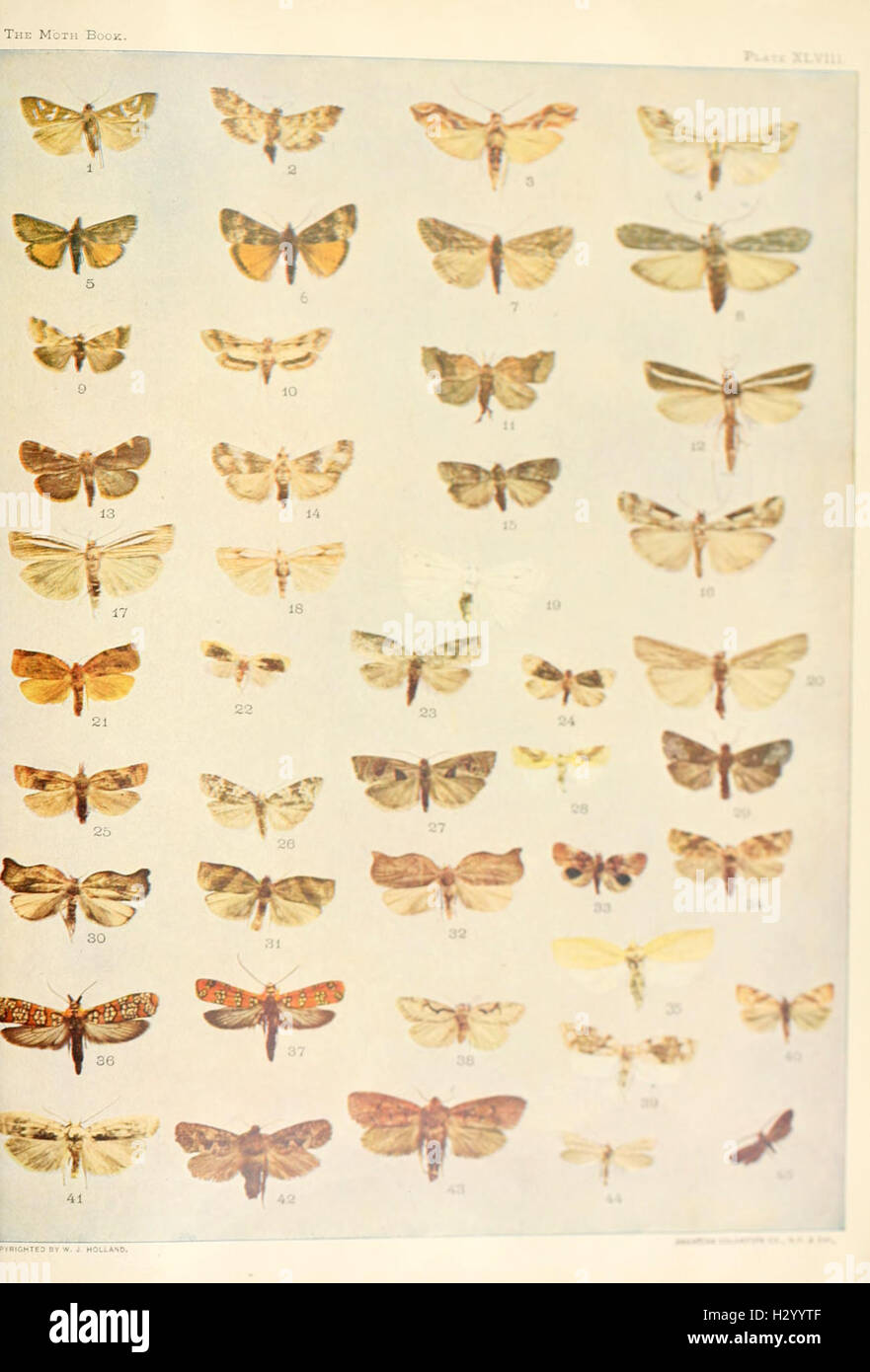 This book provides an in-depth study of butterfly species, focusing on ...