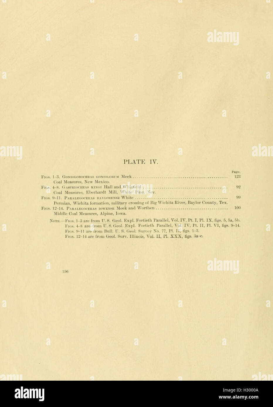 Ammonoids hi-res stock photography and images - Alamy