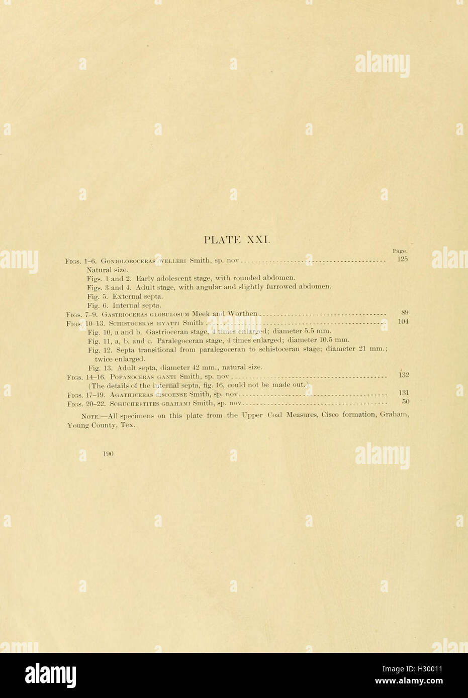 This study focuses on the fossilized ammonoid species from the ...