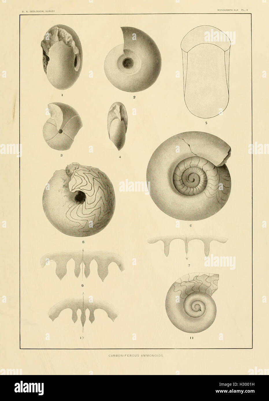 Ammonoids hi-res stock photography and images - Alamy