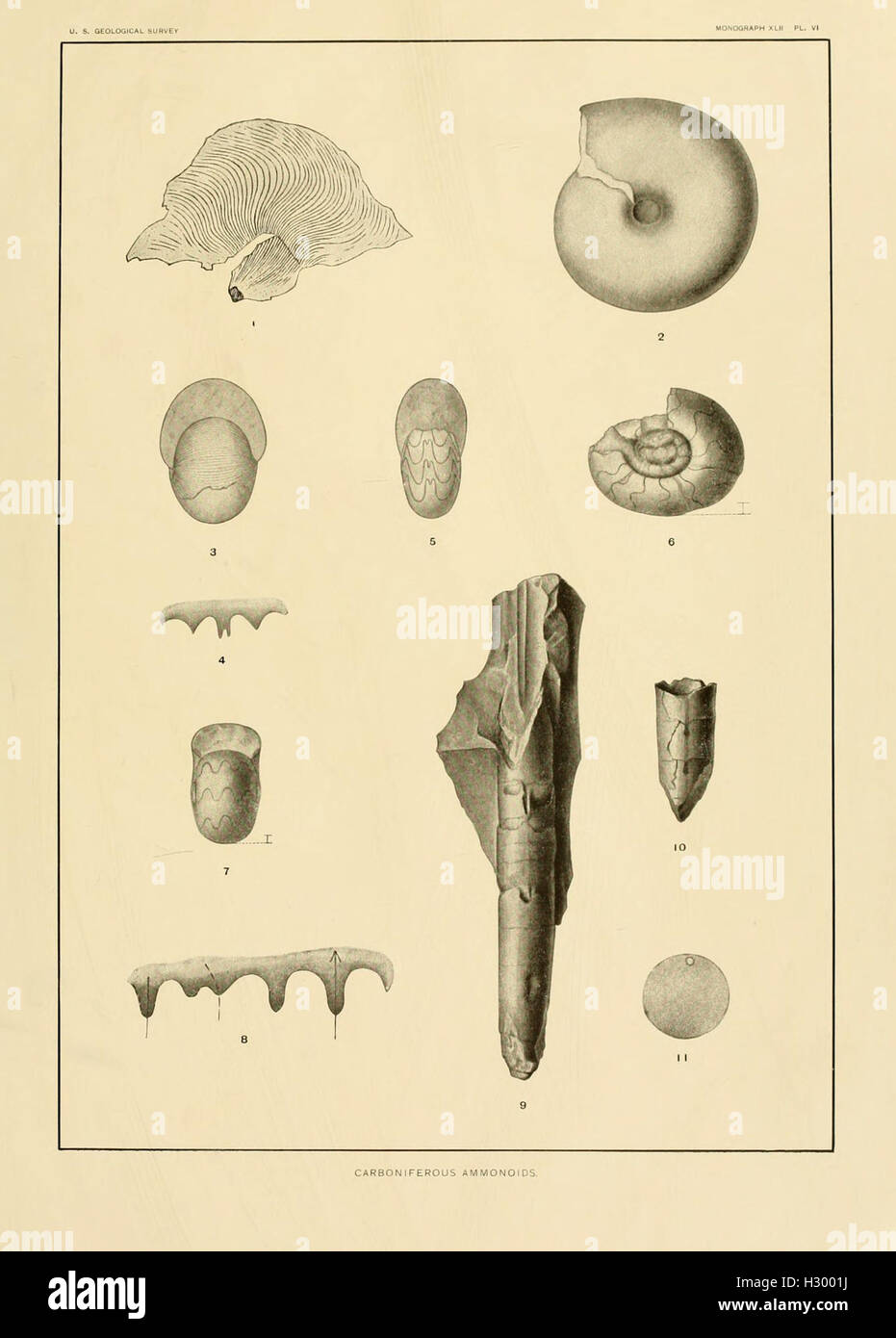 Detailed illustration showcases various marine organisms hi-res stock ...