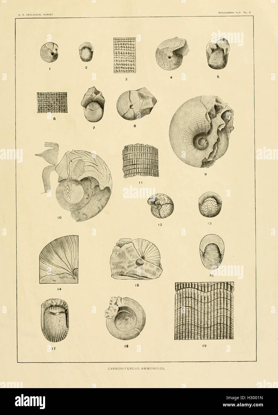 Plate X from 'The Carboniferous Ammonoids of America' illustrates ...