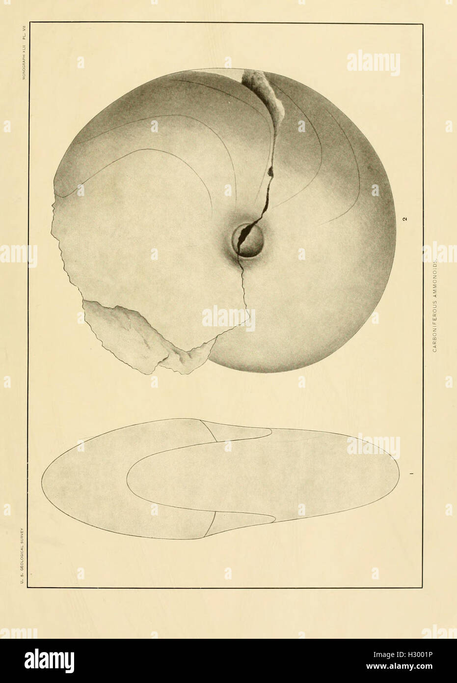 Detailed illustrations of ammonite fossils hi-res stock photography and ...
