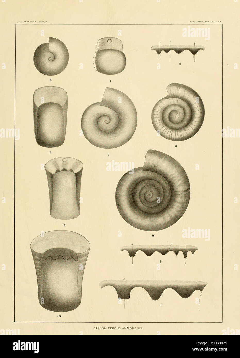 The Carboniferous ammonoids of America (Plate XVIII) BHL137 Stock Photo ...