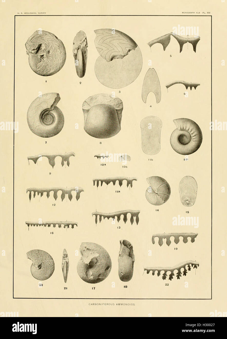 This work details the ammonoid fossils from the Carboniferous period in ...