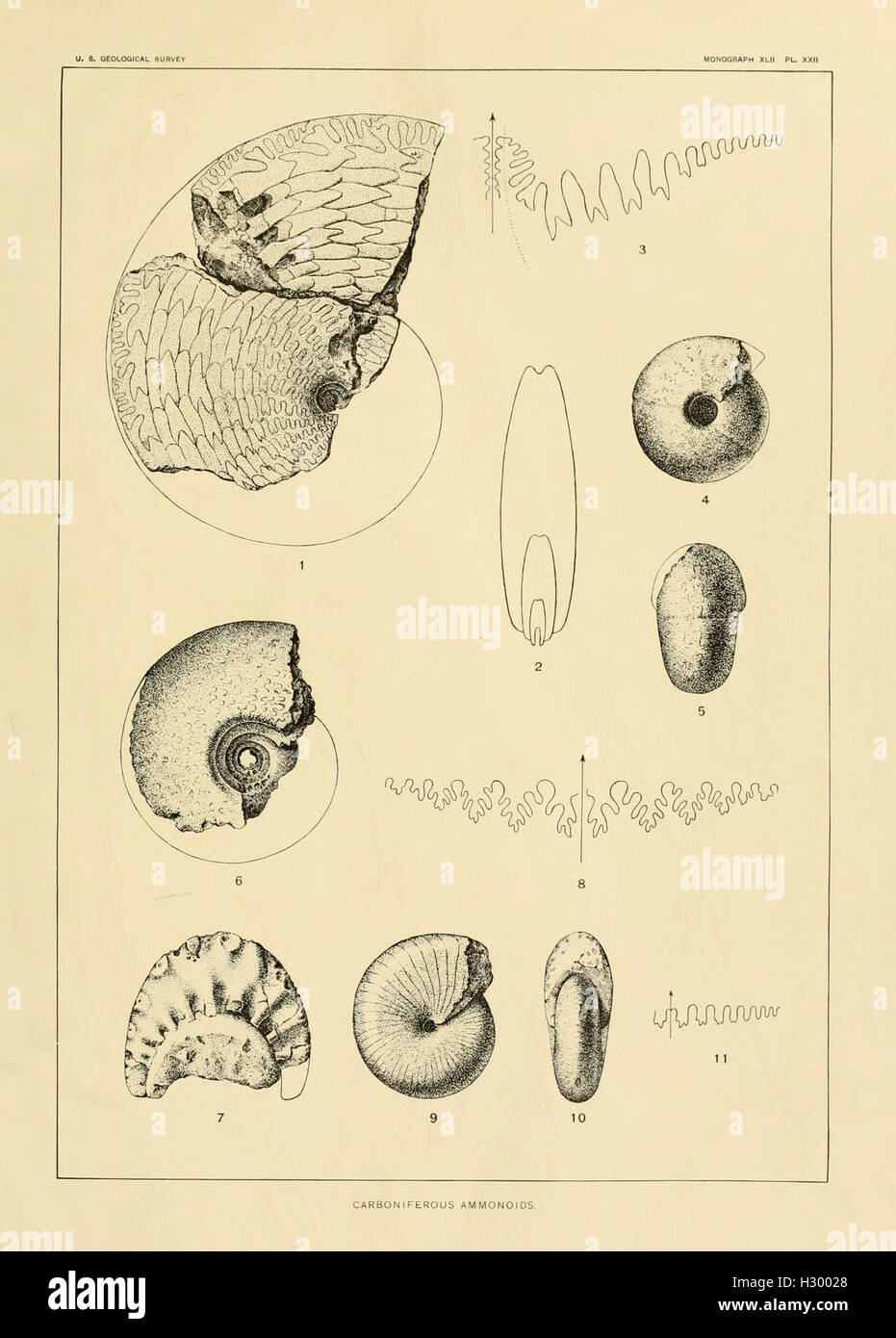 Ammonoids hi-res stock photography and images - Alamy