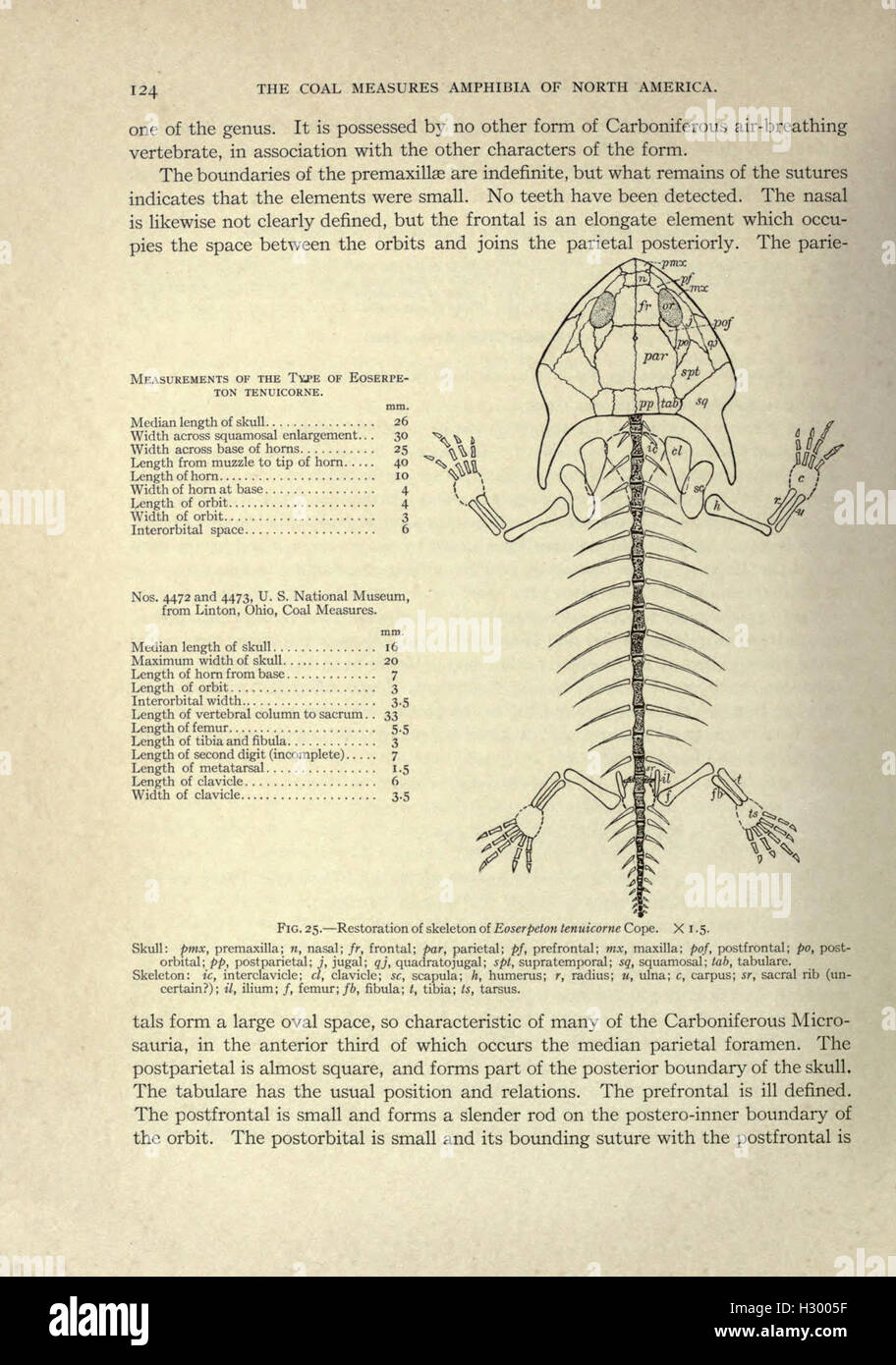 Amphibians of the carboniferous hi-res stock photography and images - Alamy