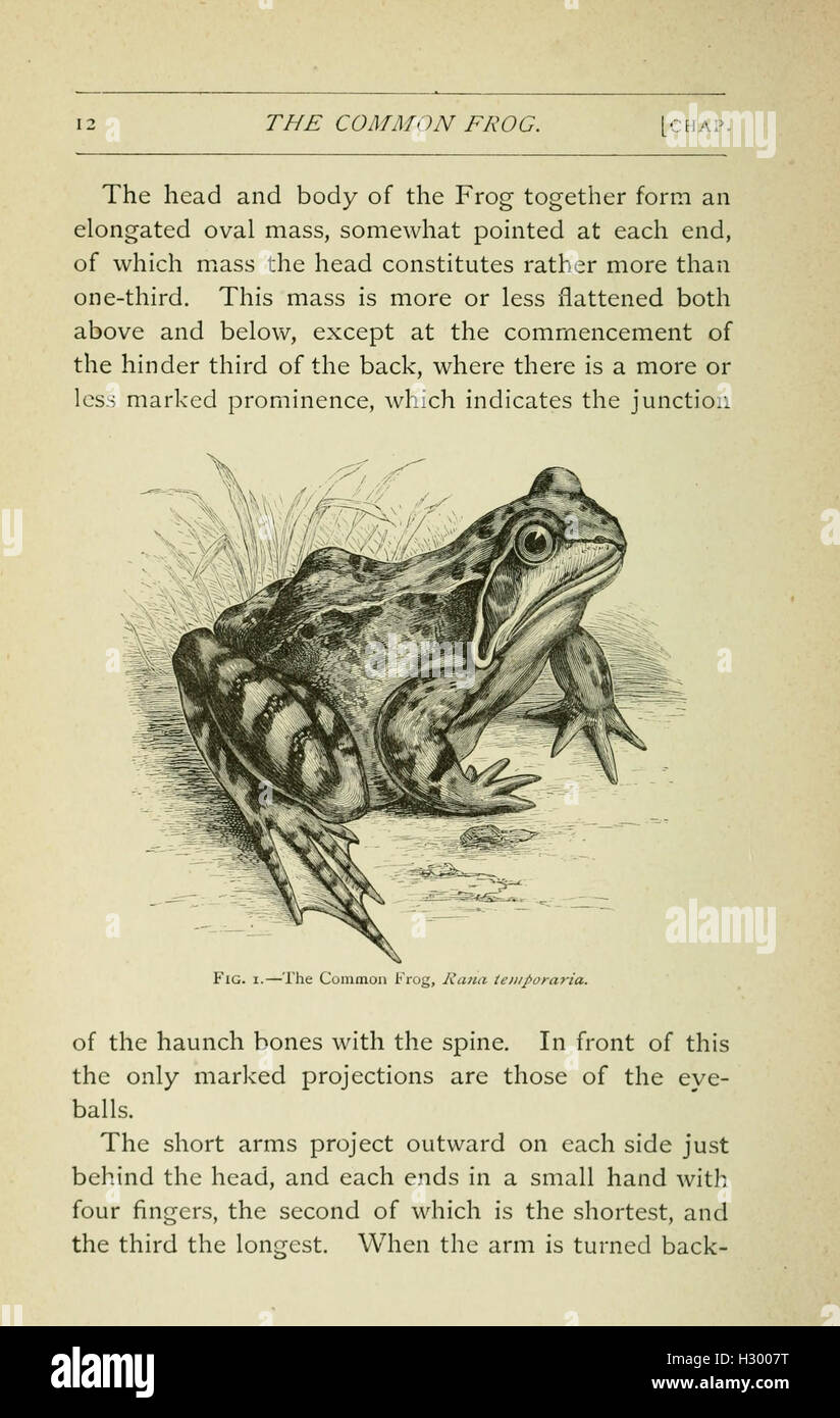 This work describes the common frog, focusing on its anatomy, behavior ...