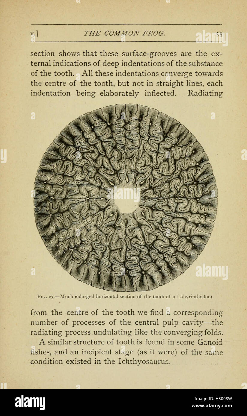 An in-depth exploration of the common frog, focusing on its habitat ...